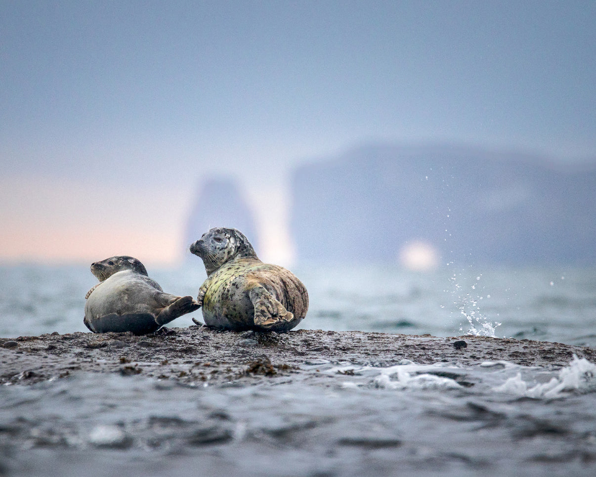Phoques – Patrice Labbé photographie